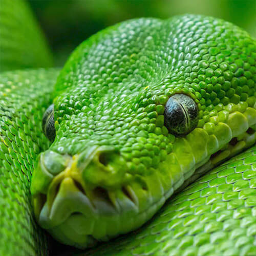 Detecting Snake Malware Using Cb Response